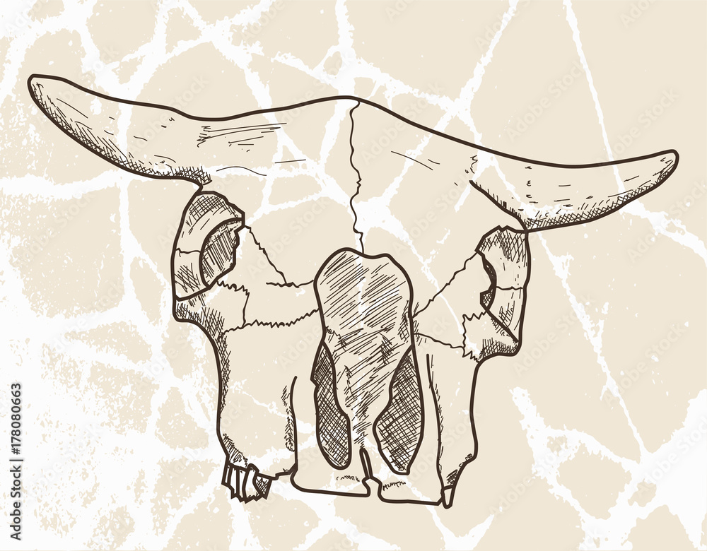 Hand drawn head skull of animal on grunge textured background Stock ...