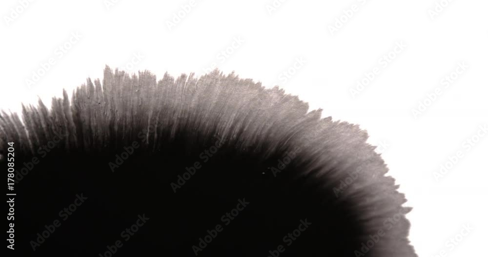 Beautiful ink reveal on white background with amazing bleed Stock 비디오 ...