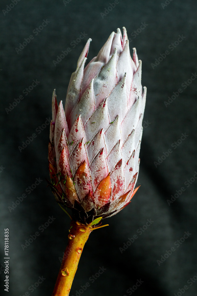 Pink king protea flower (Protea cynaroides, sugarbush, suikerbos ...