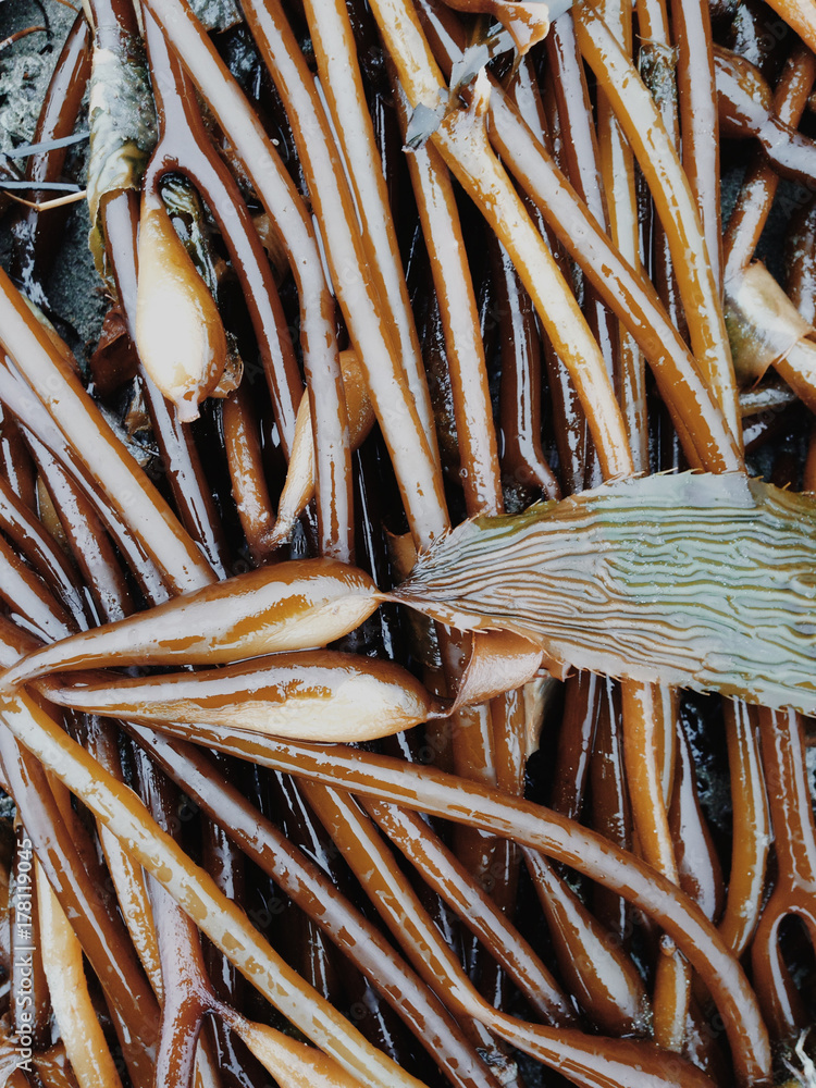 Various types of seaweed and kelp, Olympic NP, WA Stock Photo | Adobe Stock