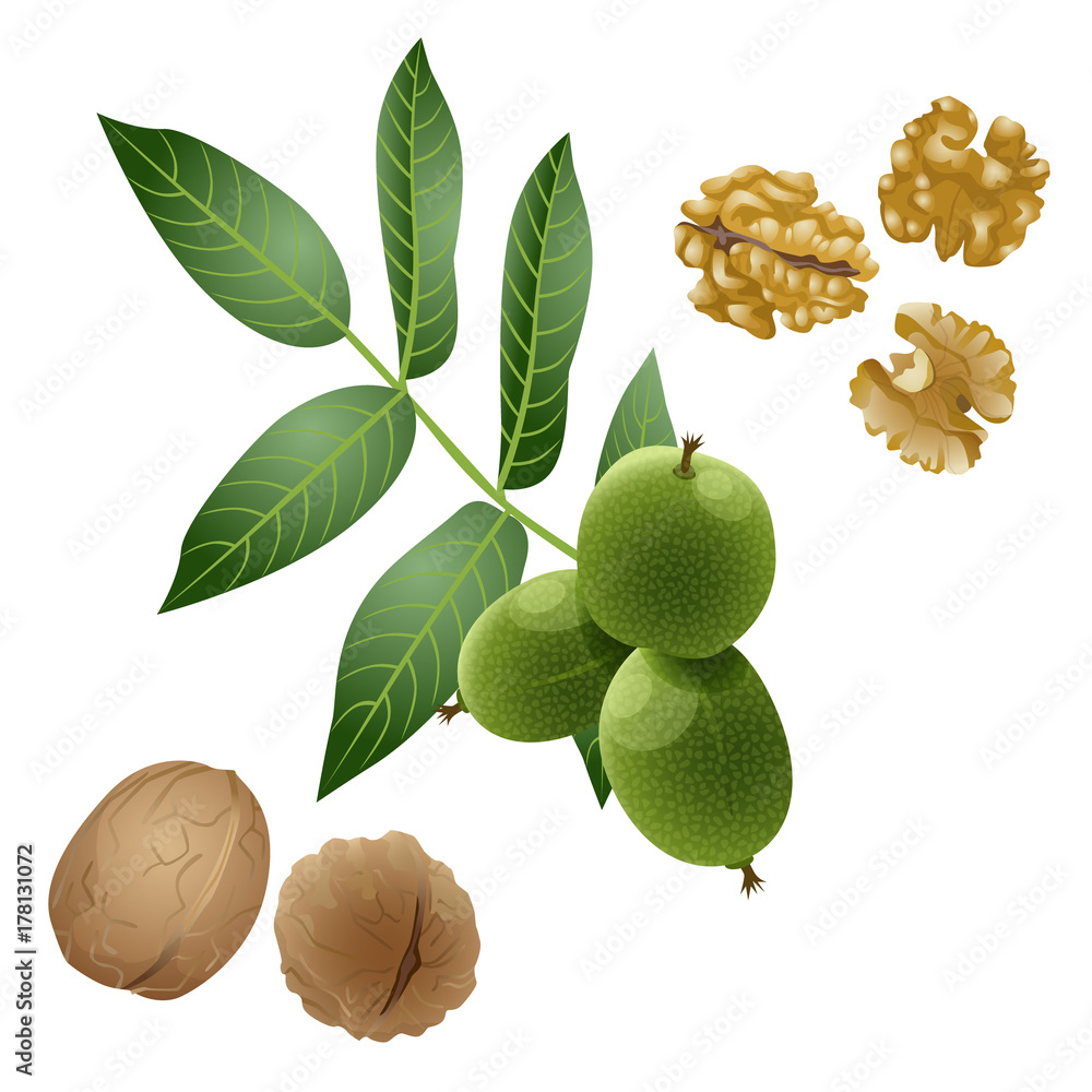 Walnut plant, nuts and peeled kernels / Part of walnut branch with the ...