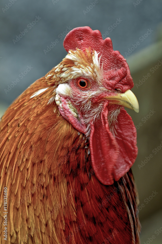 rooster Stock Photo | Adobe Stock