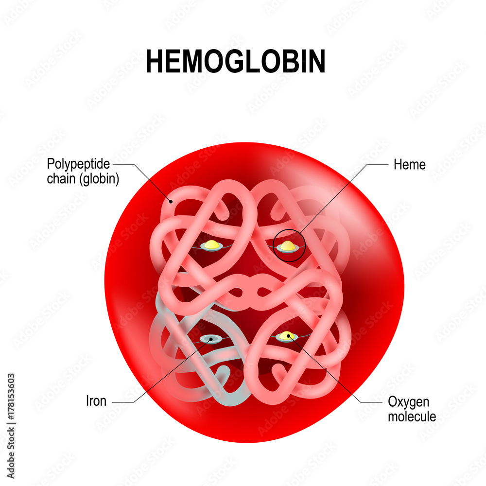 Structure Of Human Hemoglobin Molecule Stock Vector Adobe Stock