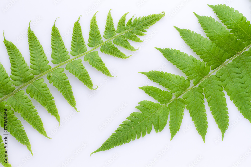leaf of fern isolated on white background (Filicopsida, Pterophyta ...