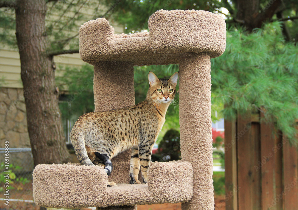 Savannah cat. Beautiful golden spotted and striped Serval Savannah ...