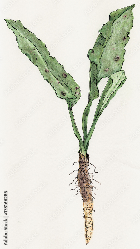 Edible weeds. Wild vegetables. Pasture mix. Dock. Leaves and root ...