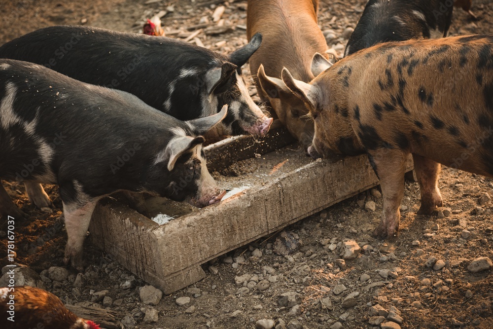 Pig eating a food in farm Stock Photo | Adobe Stock