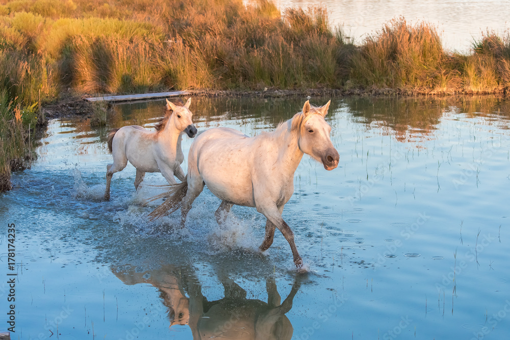 Horse Foal Jumping