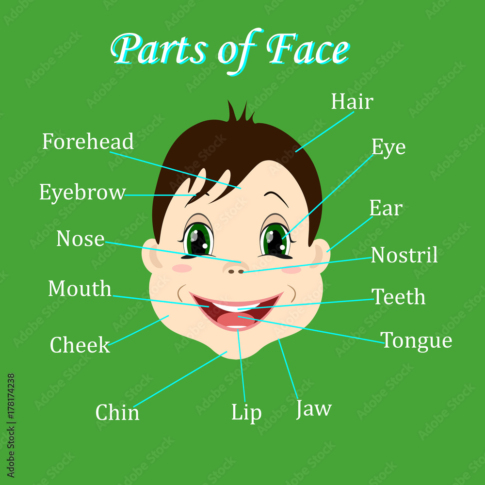 Cartoon child. Boy. Vocabulary of face parts. Vector illustration ...