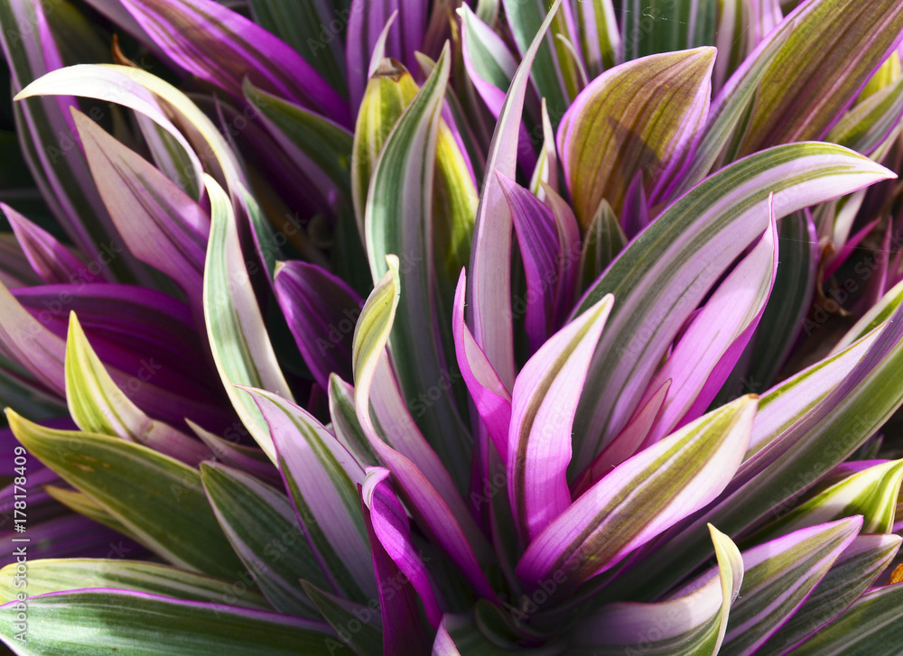 Tradescantia spathacea (Boat Lily,Oyster Lily,Oyster plant) close up ...