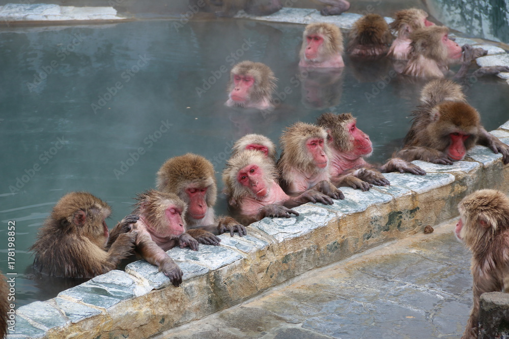 Snow monkeys relaxing onsen in hot spring pool in Hakodate ,Hokkaido ...