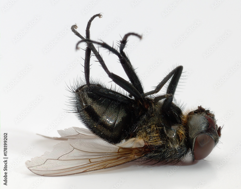tote Fliege als Makro Stock-Foto | Adobe Stock