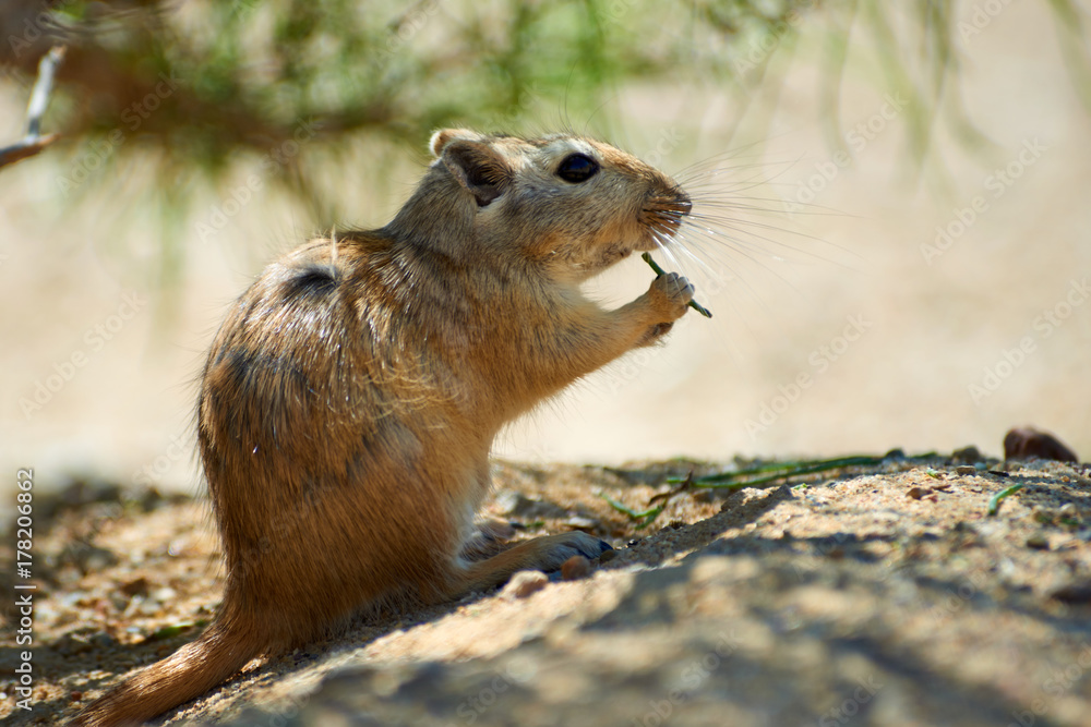 Asian Gerbil