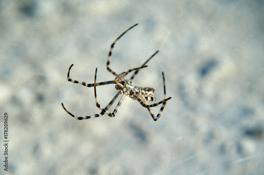 Argiope spider. The genus Argiope includes rather large spiders that ...