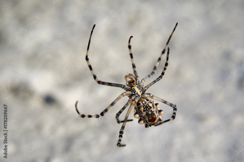 Argiope spider. The genus Argiope includes rather large spiders that ...
