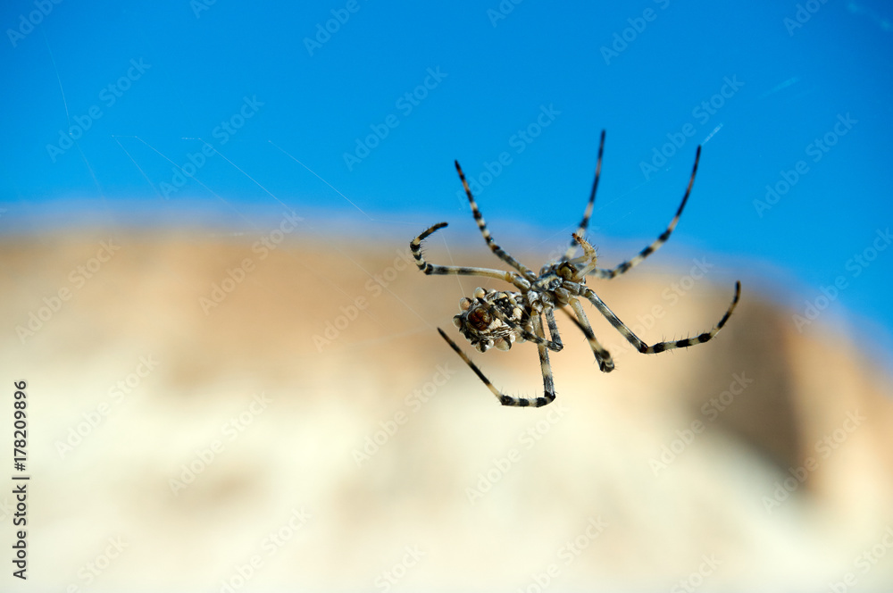 Argiope spider. The genus Argiope includes rather large spiders that ...