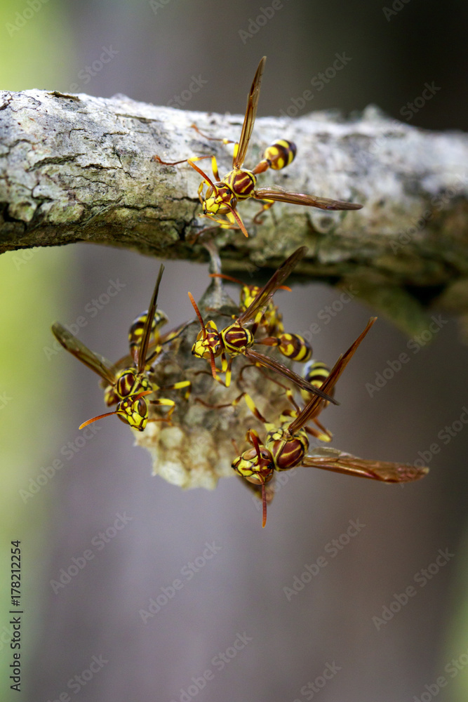 Image of an Apache Wasp (Polistes apachus) and wasp nest on nature ...