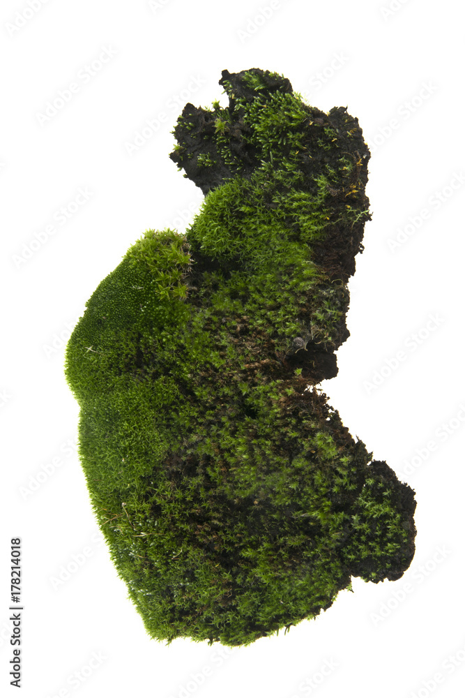 moss isolated on white background Stock Photo | Adobe Stock