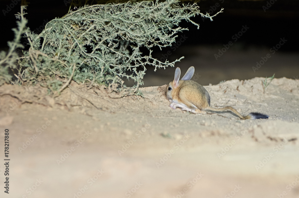 Jerboa / Jaculus. The jerboa are a steppe animal and lead a nocturnal ...