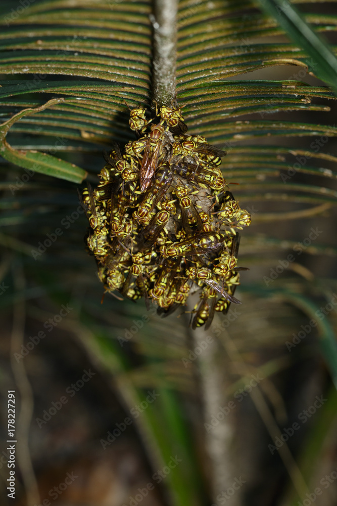 Image of an Apache Wasp (Polistes apachus) and wasp nest on nature ...