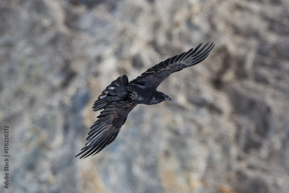 portrait of northern raven (Corvus corax) in flight with rocky ...