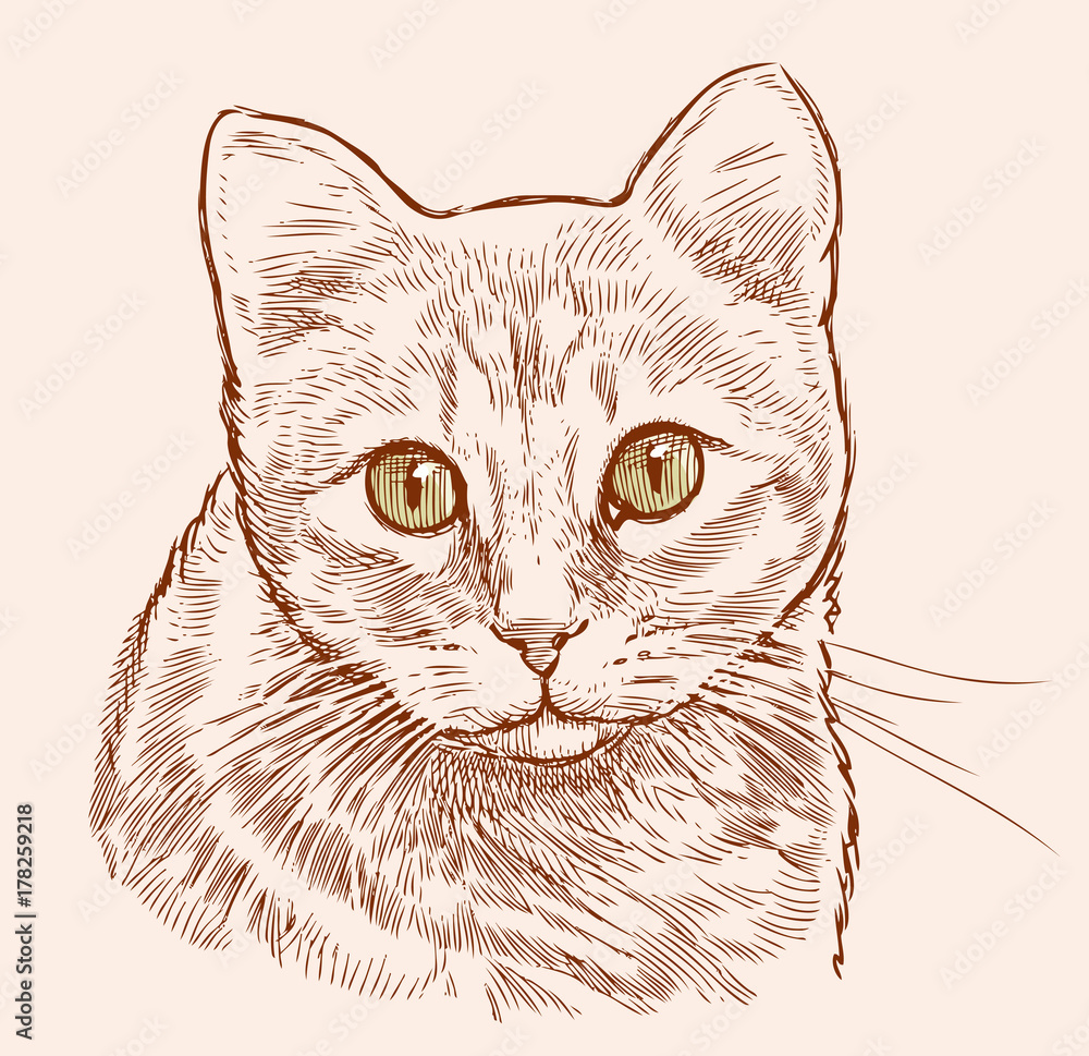 Sketches Of House Cats