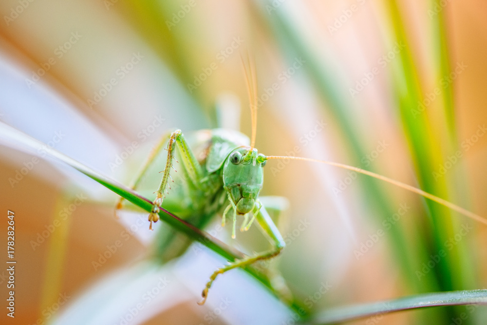 grasshopper macro Stock Photo | Adobe Stock