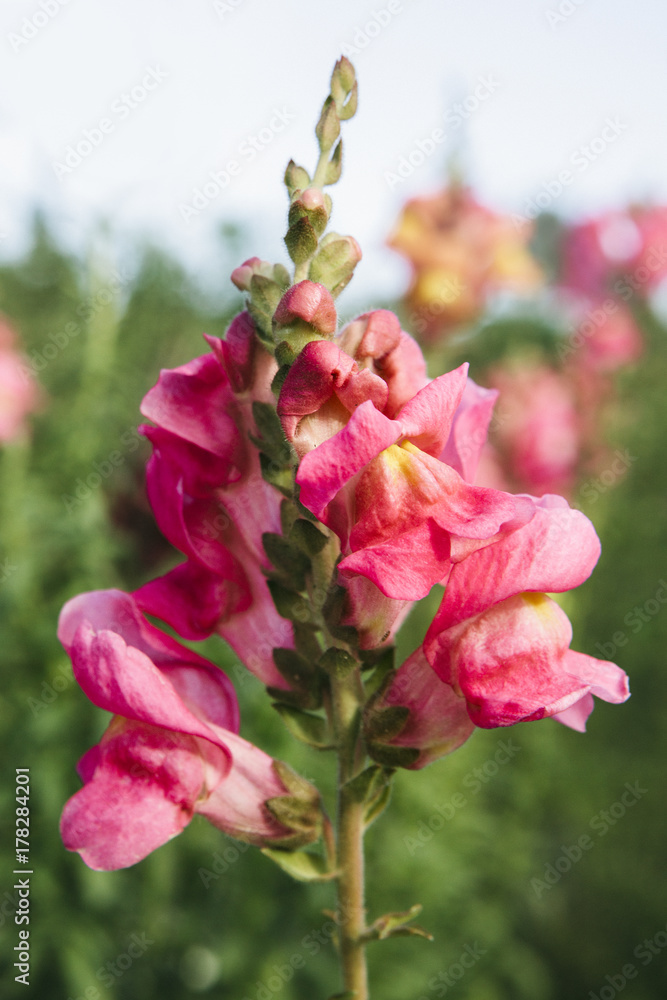 Snapdragons Stock Photo | Adobe Stock
