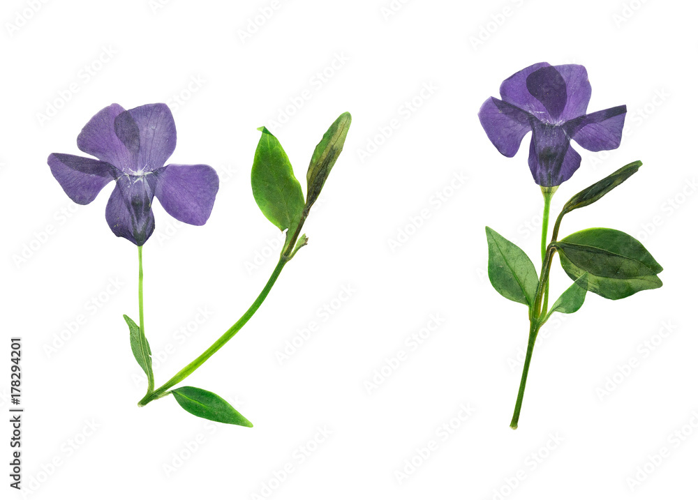Pressed and dried dark purple flowers forest violets Stock Photo ...