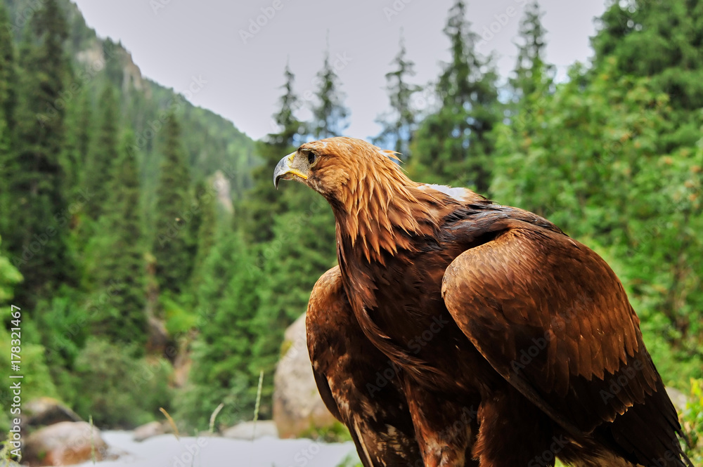 Golden eagle (Aquila chrysaetos). The golden eagle is one of the best ...