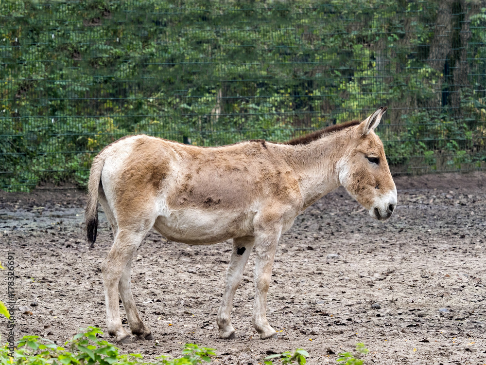 the rare wild donkey Turkmenian kulan, Equus hemionus kulan Stock Photo ...