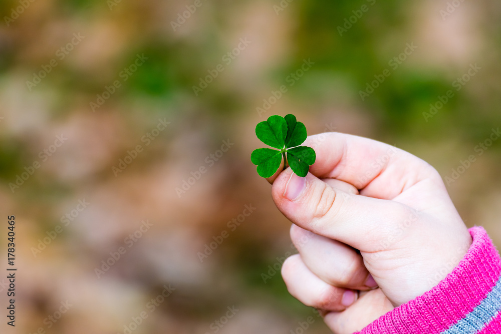 Four leaf clover in small hand Stock Photo | Adobe Stock