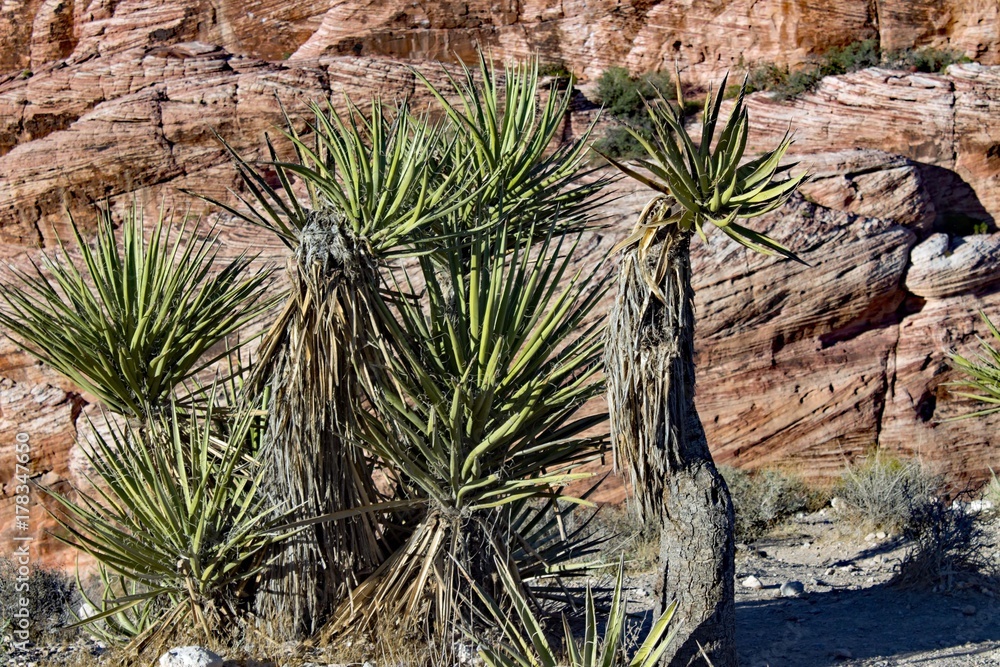 Yucca Plant at Red Rock Canyon - Nevada Stock Photo | Adobe Stock