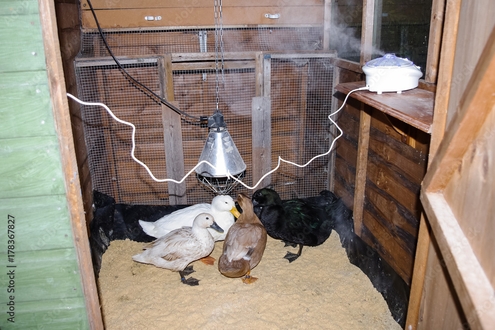 Back yard ducks in their duck house with a diffuser running. The ...
