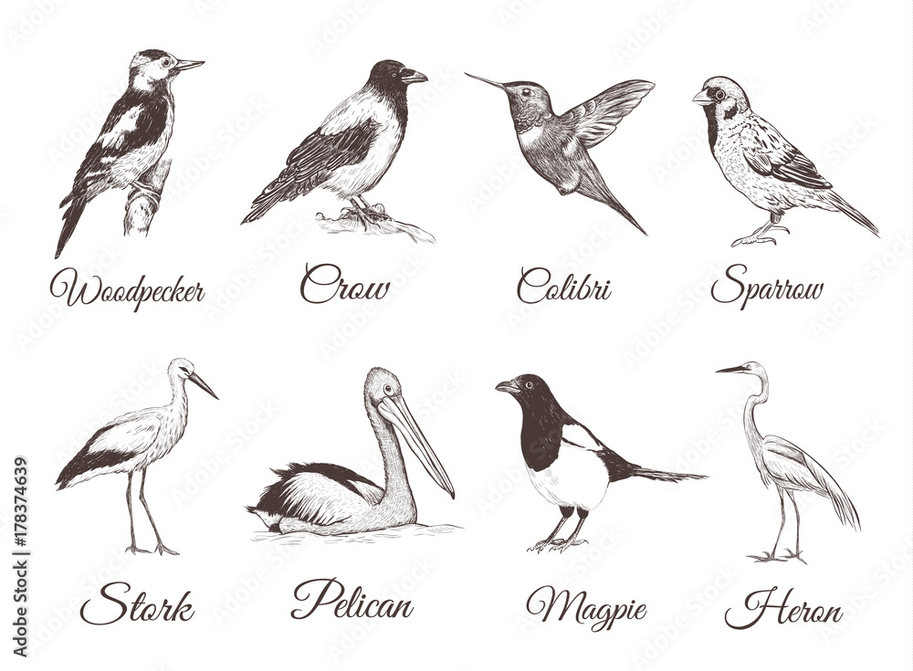 Birds set sketch. Collection of birds. Hand drawing vector illustration ...