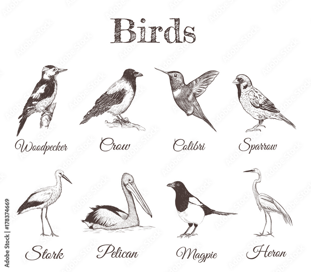 A collection of sketch drawings of birds. Illustrations for your design ...