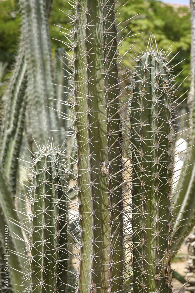 Cultivation of cacti in the home. Landscape of cacti. Field of cacti ...