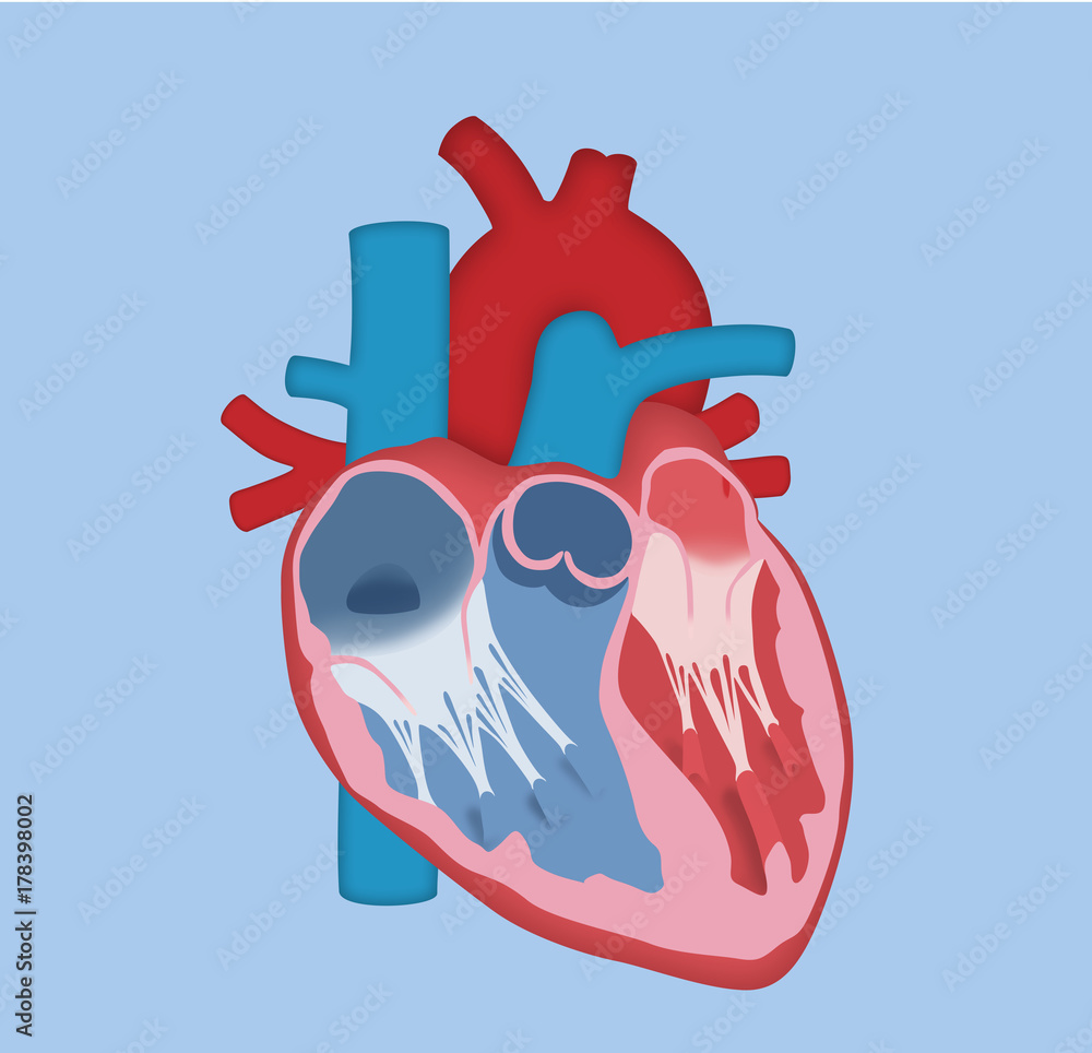 Anatomy of the human heart, cross section, showing the aorta valve ...