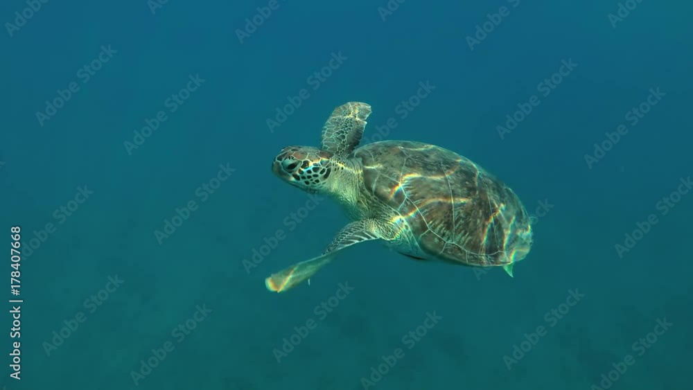 Young female Green Sea Turtle (Chelonia mydas) with Remora fish ...