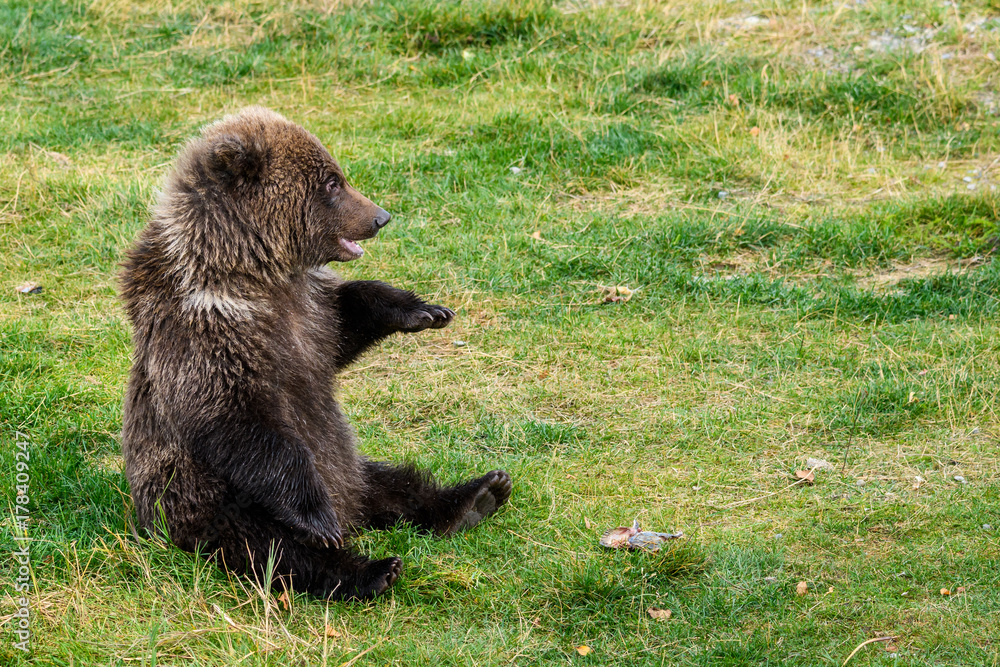 Sitting Brown Bear