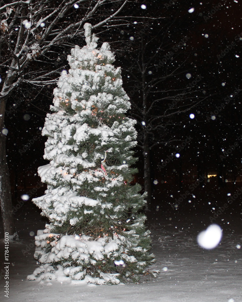 Christmas Trees Decorated Outside Snow