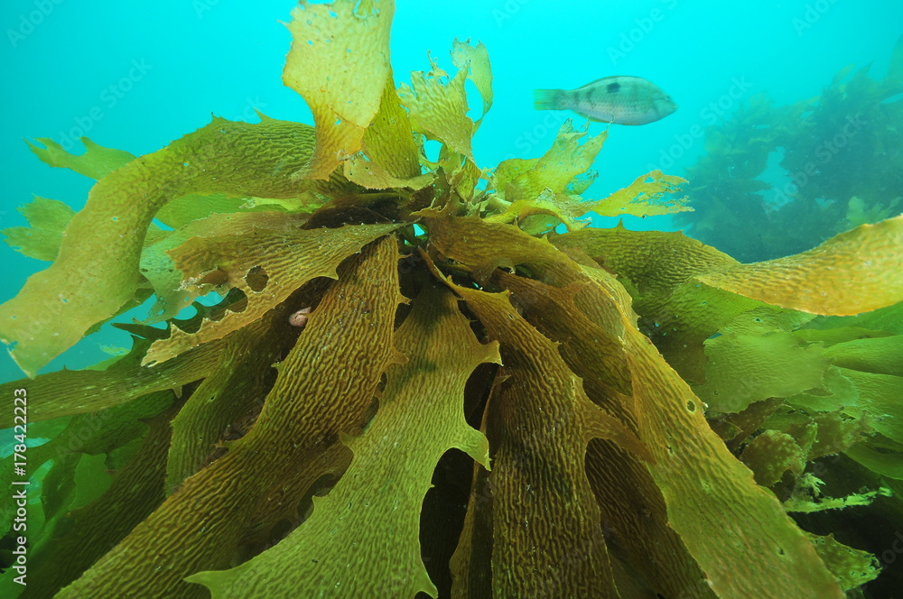 Detail of frond of brown stalked kelp Ecklonia radiata of southern ...