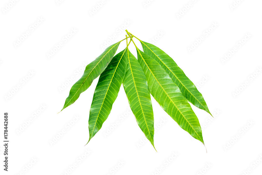 mango leaves isolated on white background. Stock Photo | Adobe Stock