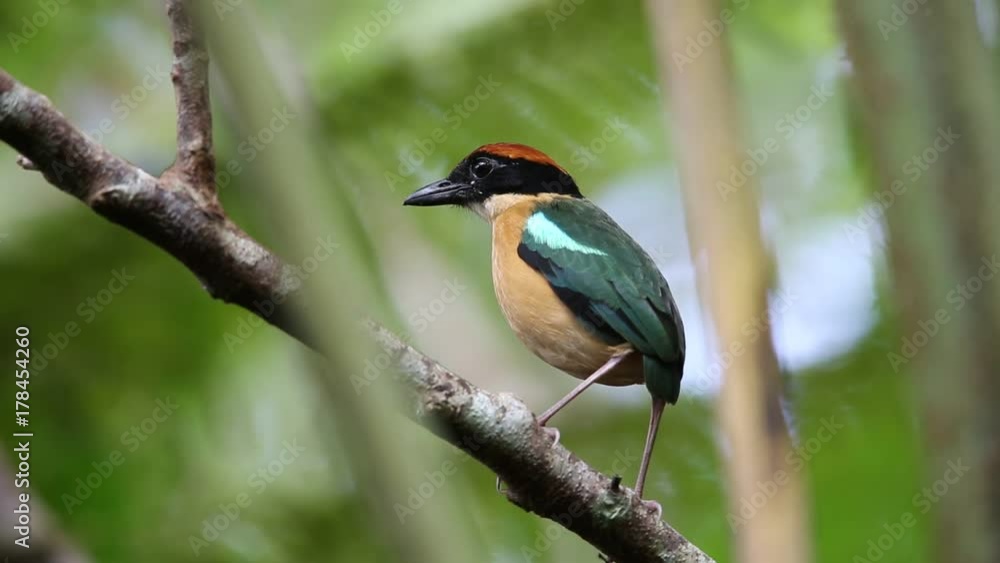 Black-faced pitta (Pitta anerythra) in Solomon Island Stock Video ...