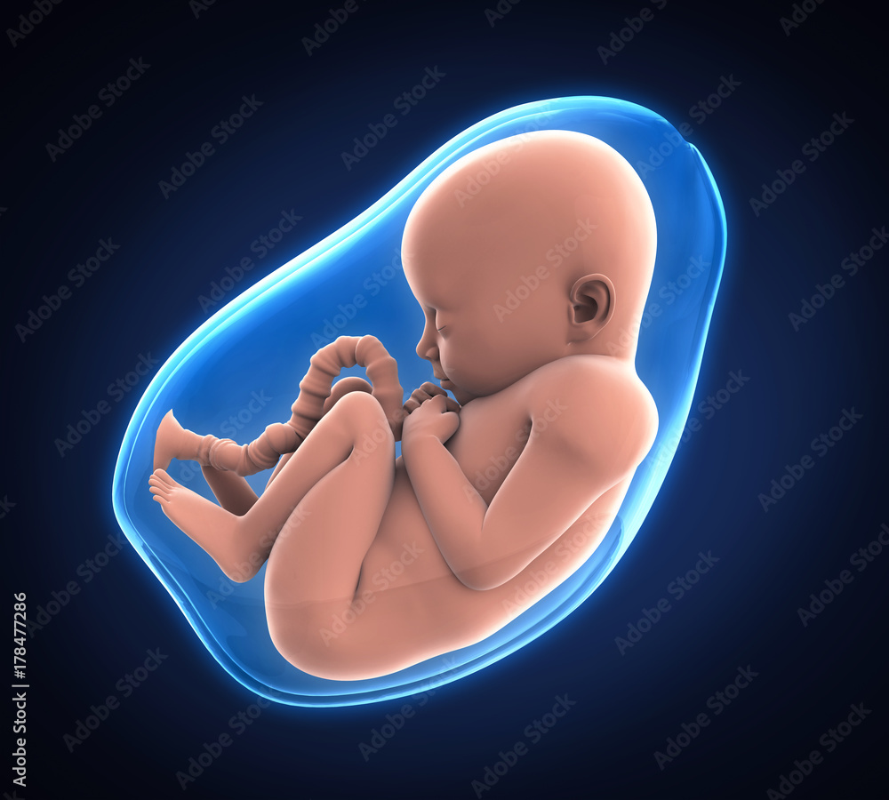 Human Fetus Illustration Stock Illustration | Adobe Stock