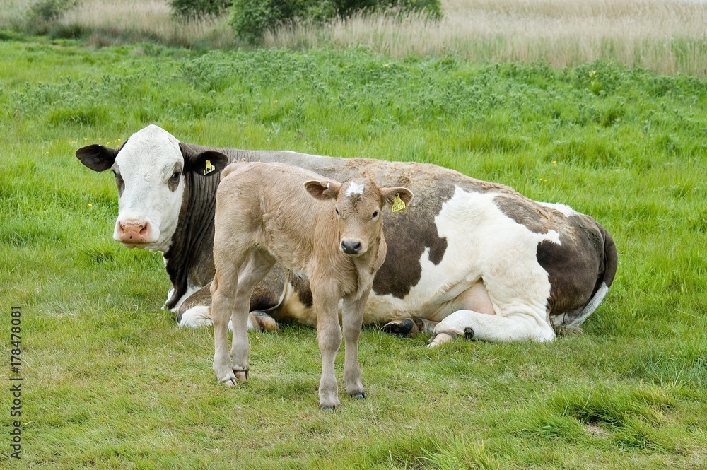 Cow and Calf. Stock Photo | Adobe Stock