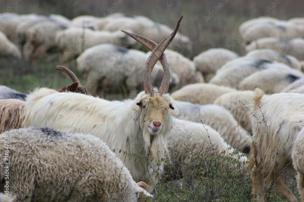 Biały baran z długimi rogami na pastwisku. Gruzja Stock Photo | Adobe Stock