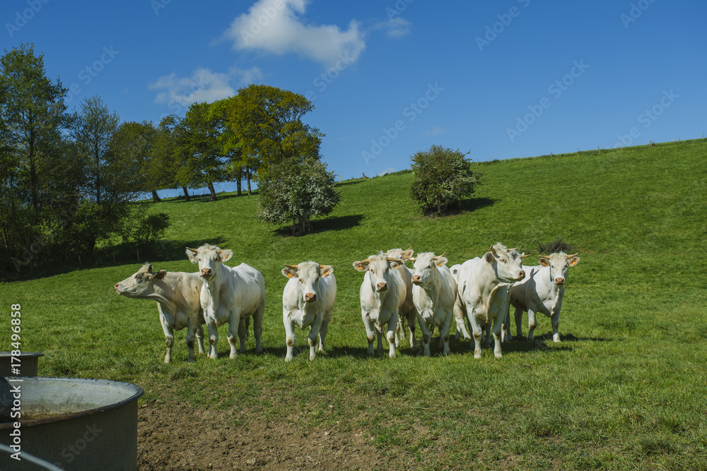 Cows grazing on grassy green field on a bright sunny day. Normandy ...