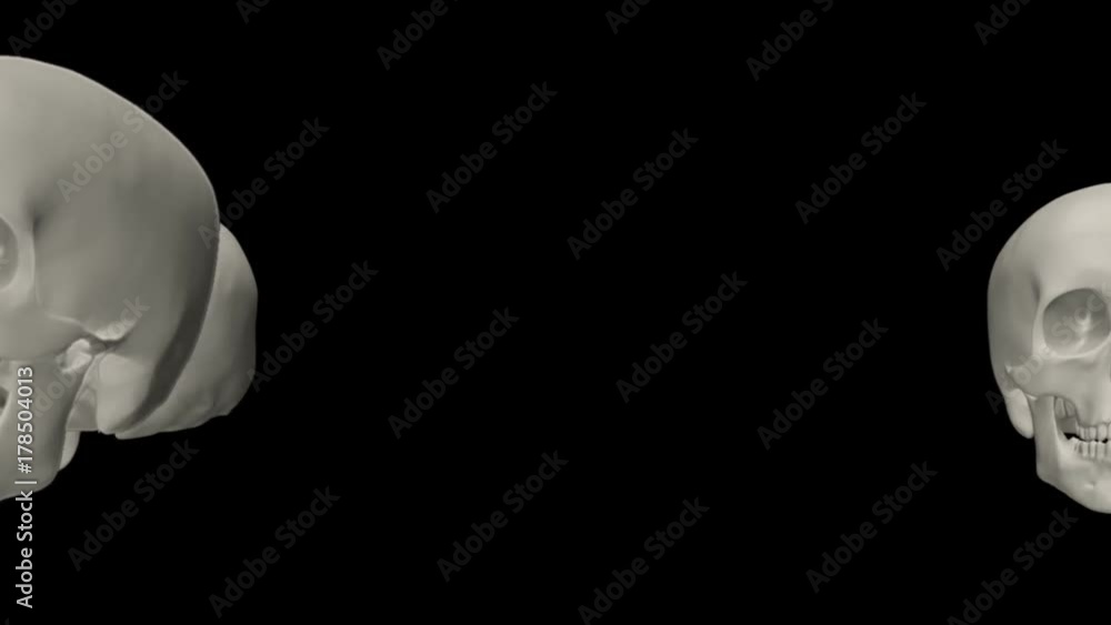 Skulls rotating into frame two sizes single color version looping ...