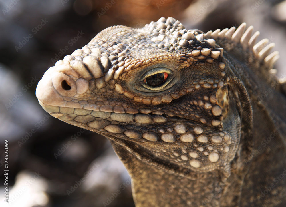 The Cuban rock iguana (Cyclura nubila), also known as the Cuban ground ...